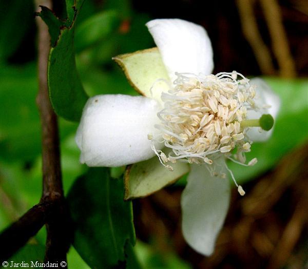 Sangrando en verde: Psidium friedrichsthalianum, el Guayabo Cas de ...
