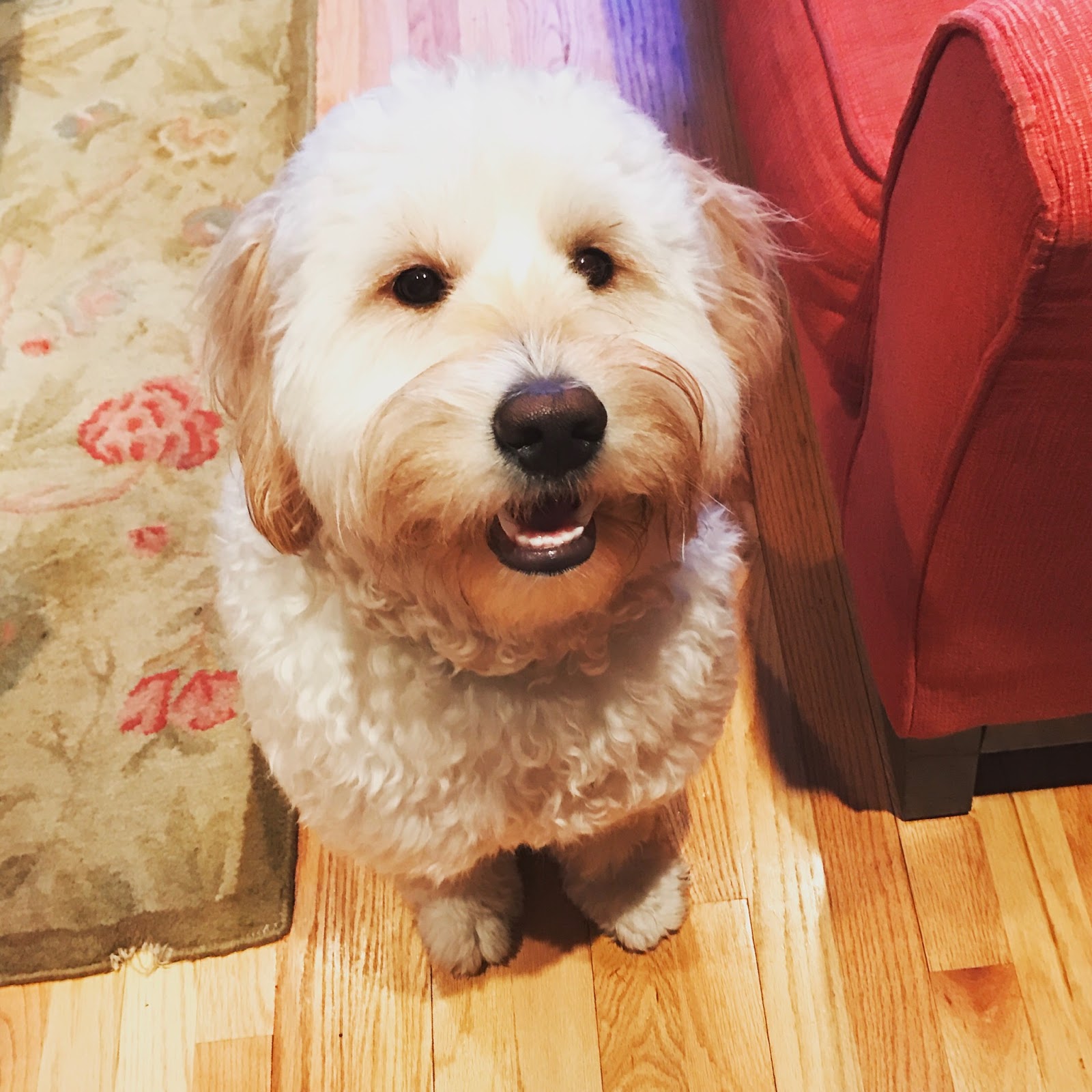 Daisey's Doodles Seattle: F1b Mini and F2 mini Goldendoodles