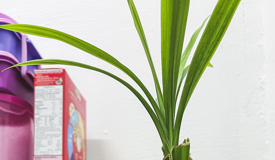 Cara Nak Tanam Daun Pandan Dalam Rumah - VivianakruwFlowers