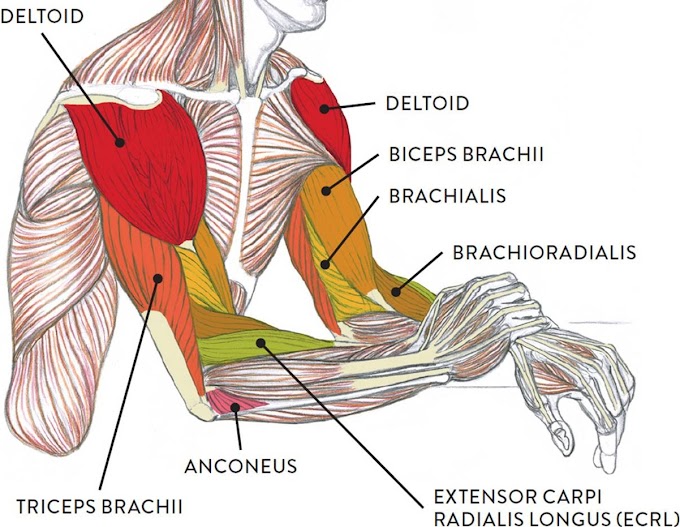 Karın Kaslarının Anatomisi - FİZYONOT