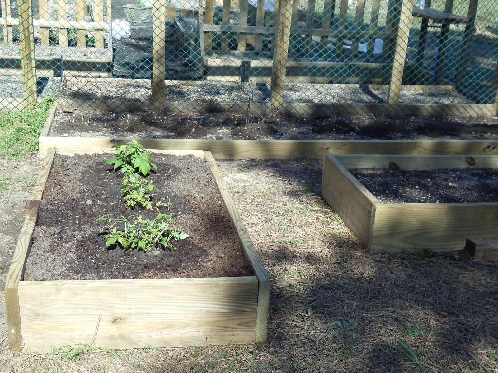 Debbie's Potager: The Raspberry Bed is in