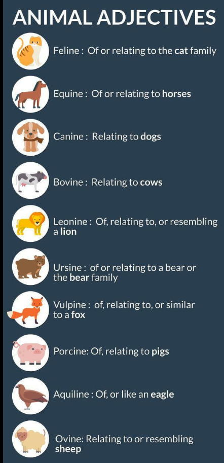 Animal adjectives