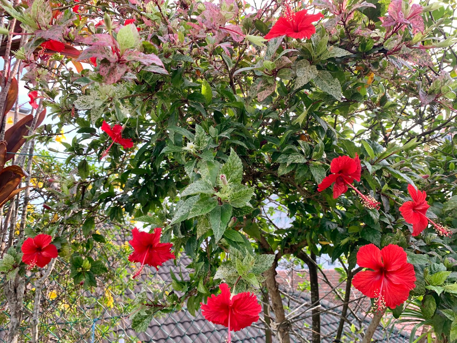 Bunga Raya Wallpaper