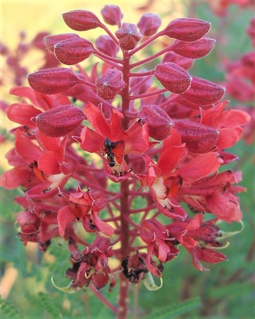 Fabaceae - Leguminosae no Brasil: Pomaria