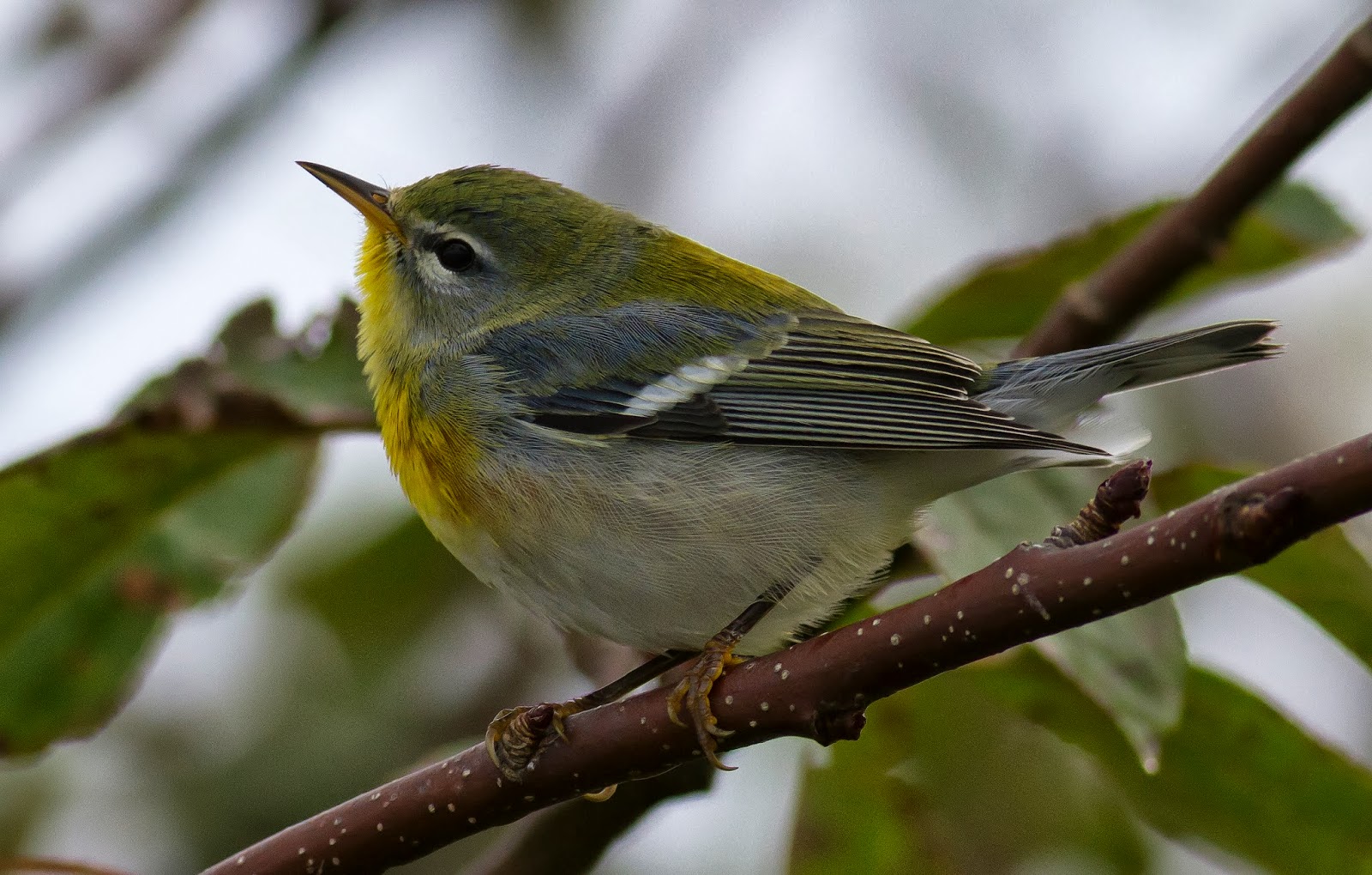 South Shore Birder: September 2013