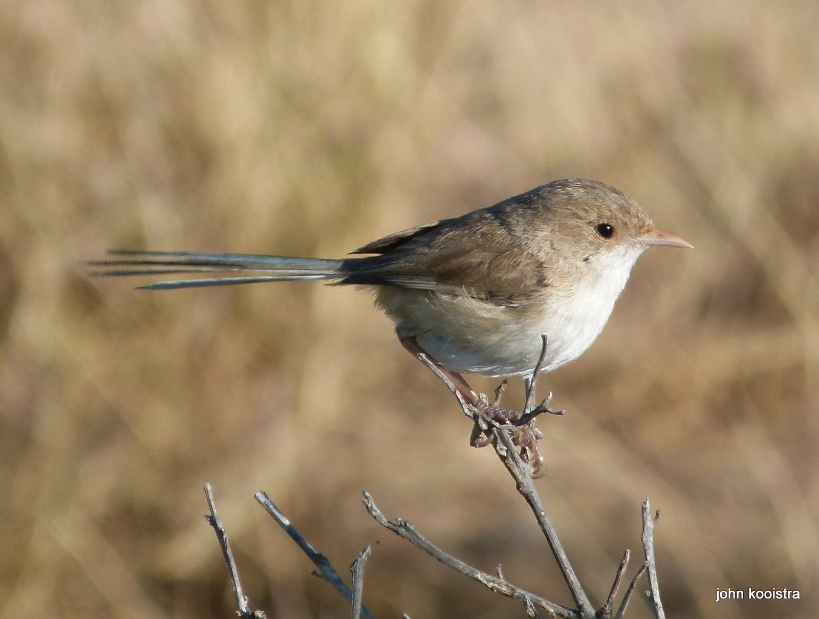 QUEENSLAND BIRDER - Birds and the natural world at home and away ...