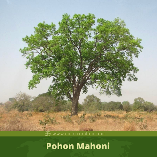 Budidaya Pohon Mahoni dengan Mudah - Ciriciripohon.com