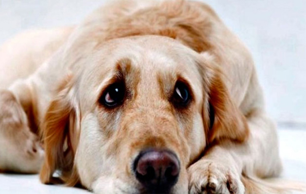 Los Ingredientes de La Vida: "Los Animales Tambien Lloran"