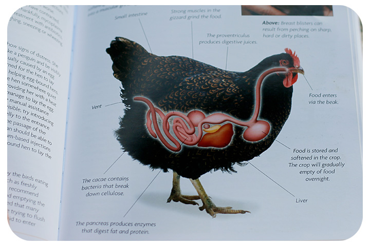 A Book Worth Reading: Mini Encyclopedia of Chicken Breeds & Care | Bull ...