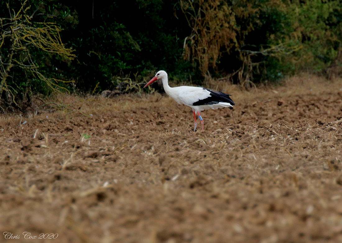 Birding with Flowers: White Stork, Cattle Egret et al