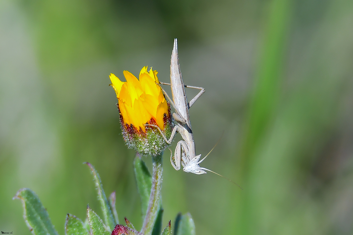 Objetivo: Naturaleza Viva: Mantis saltadora (Apteromantis aptera)