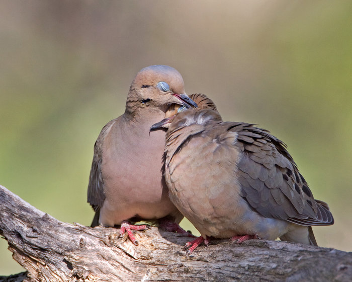 The Turn-Up Patch: The Humble Dove