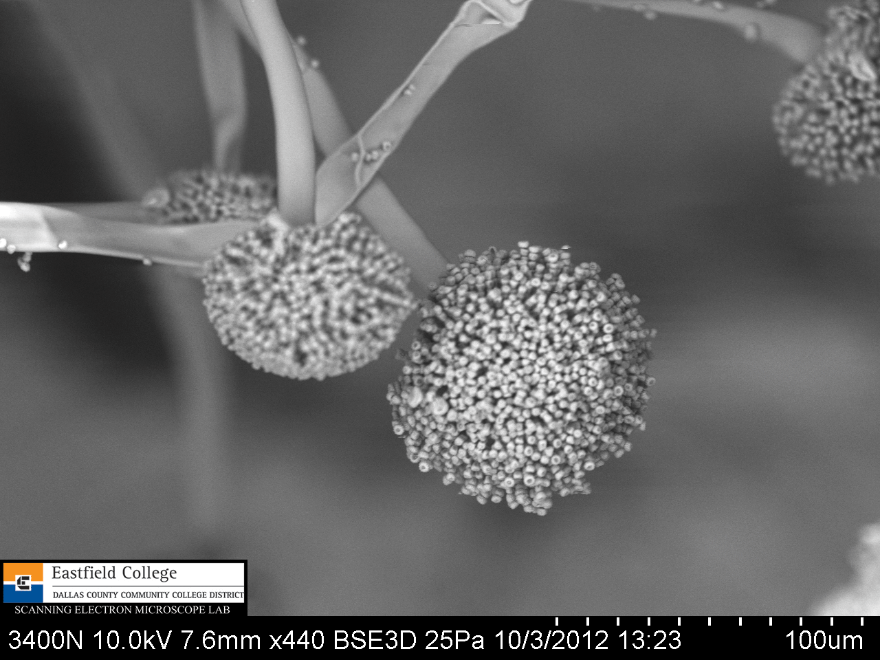 Scanning Electron Microscope Blog: Fungi - Images for Eastfield College ...