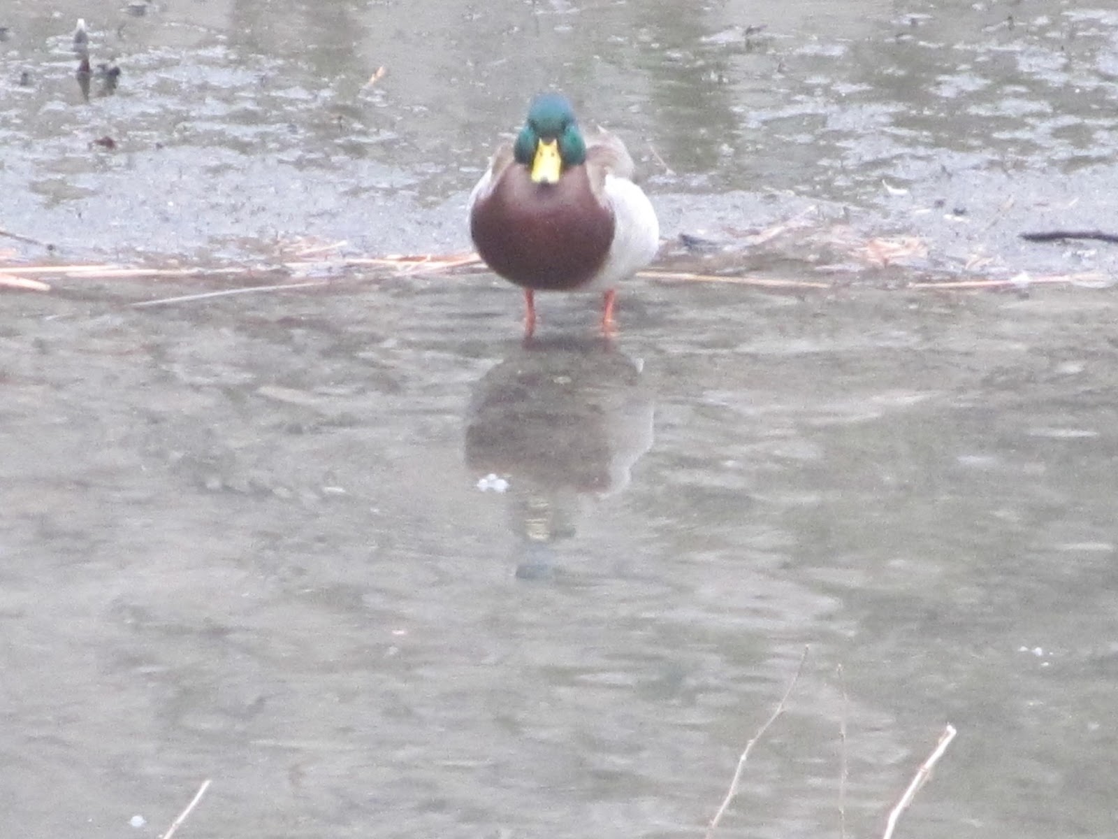 The Violet Hour: New York - Still Wonderful!