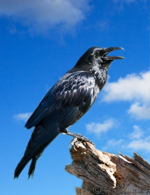 PERDIDO EN EL AMAZONAS: Corvus corax (Cuervo común)