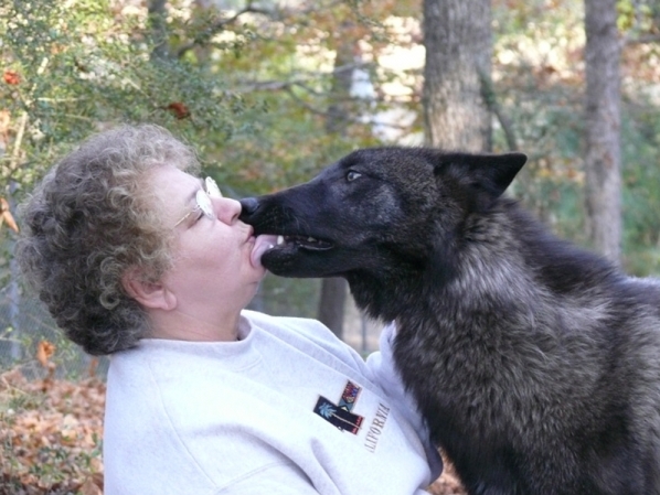White Wolf : Awesome Pictures of Wolf Human Interaction at Seacrest ...