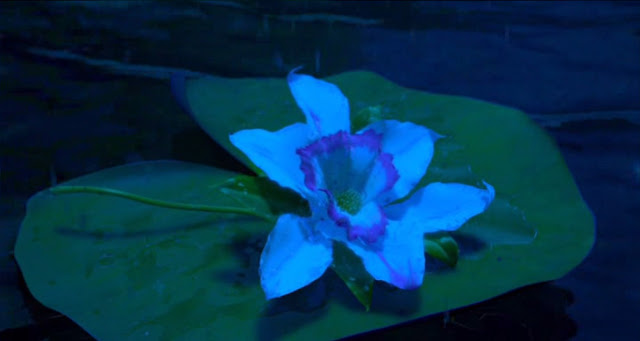 Disney : Cupid's Arrow Orchid