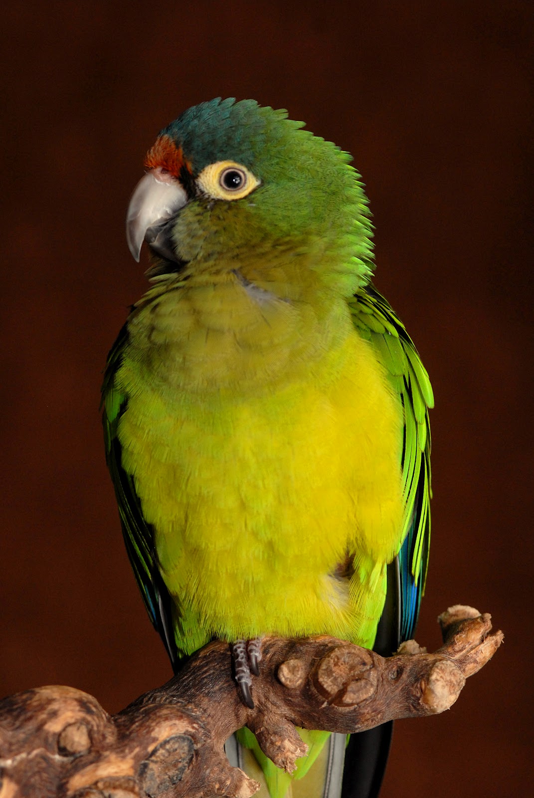 worstphotographerever: Day 673 Disney a Half Moon Conure