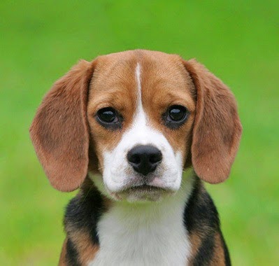 Μπιγκλ (Beagle) | Ένας σκύλος για σένα