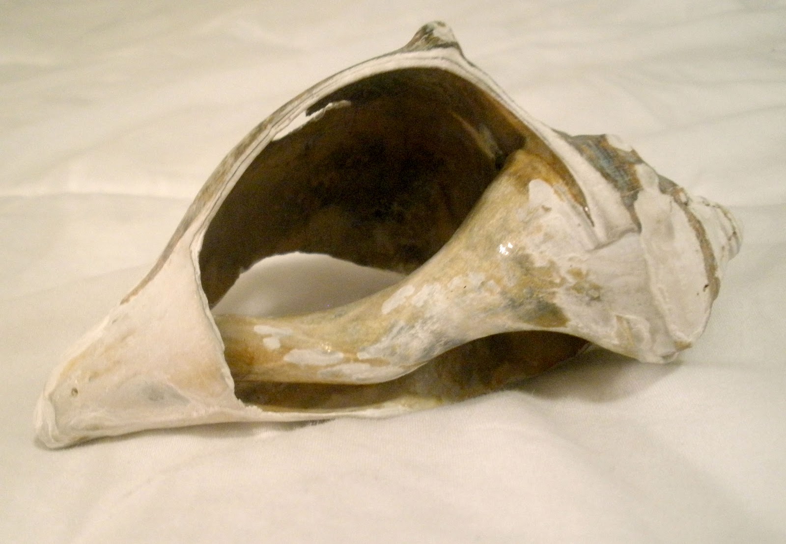 Concerning Moxie,: Conch Shell Tie-Back for Curtains DIY