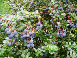 Jammu and Kashmir Medicinal Plants Introduction Centre: Blueberry ...