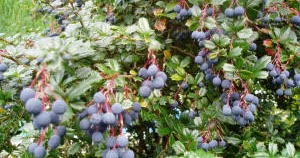 Jammu and Kashmir Medicinal Plants Introduction Centre: Blueberry ...