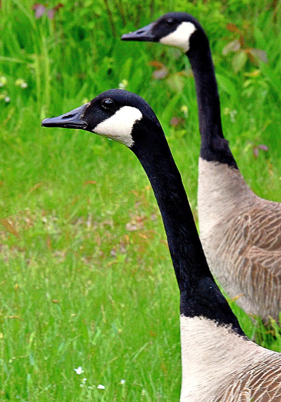 Den'sphotogallery: Canada Geese Portfolio