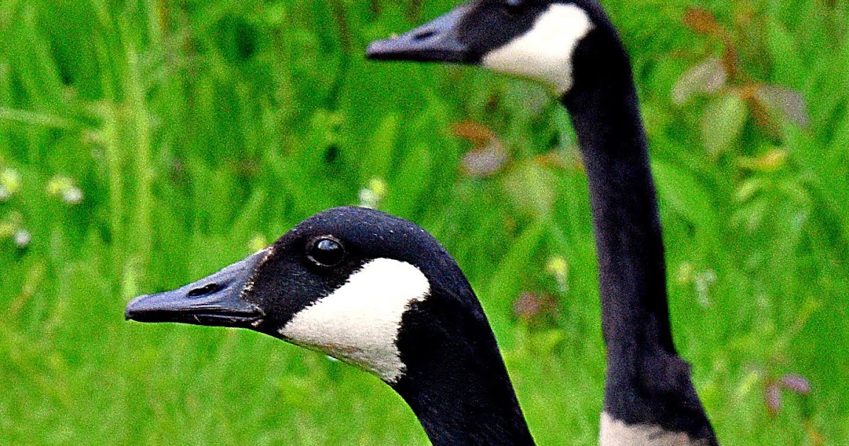 Den'sphotogallery: Canada Geese Portfolio