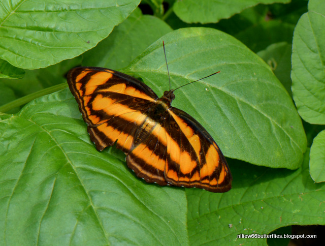 The Forested Path (and Beyond): BUTTERFLIES of RAUB: The Malay Staff ...