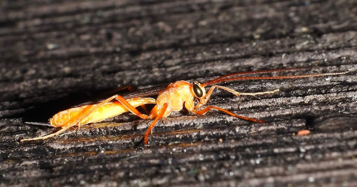 台灣-鳥類與昆蟲-自然觀察記錄: 甘藍夜蛾擬瘦姬蜂 Netelia ocellaris