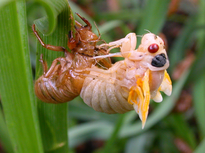 Cicada | The Life of Animals