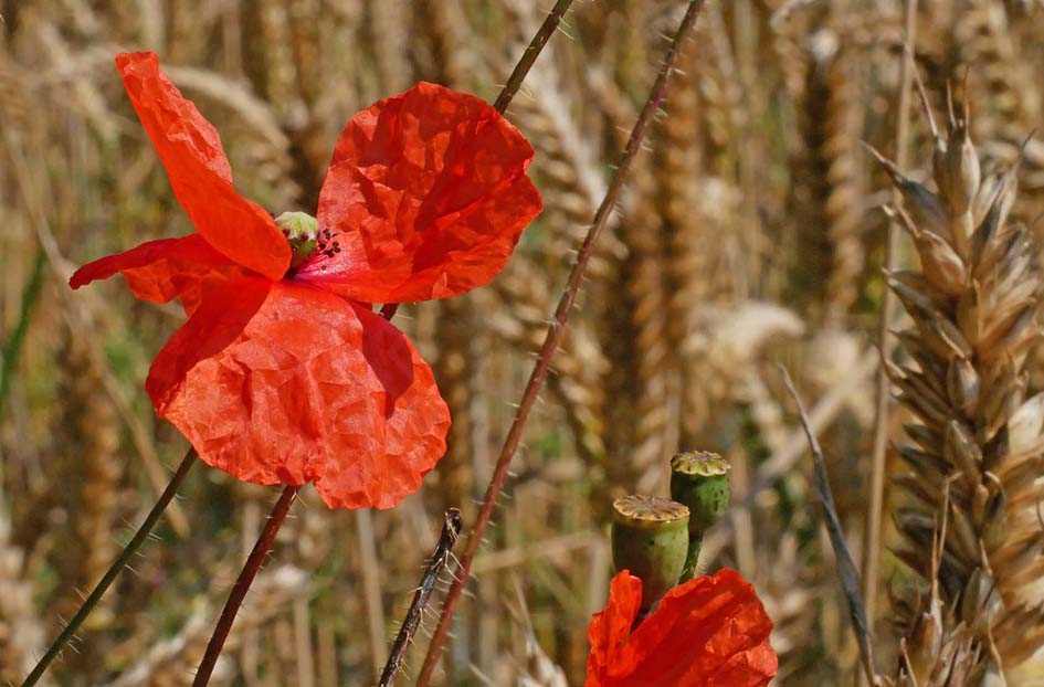 CABINET OF CURIOSITIES: Arable weeds