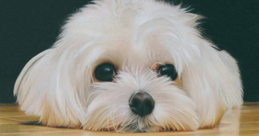 Karen Hull Art: How to Draw White Dogs