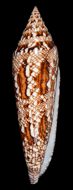Dr. Lee's Gallery Museum: Conus bengalensis 123.2mm (Long and dark) 孟加拉芋螺