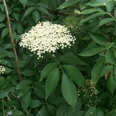 Plante cu beneficii: Soc