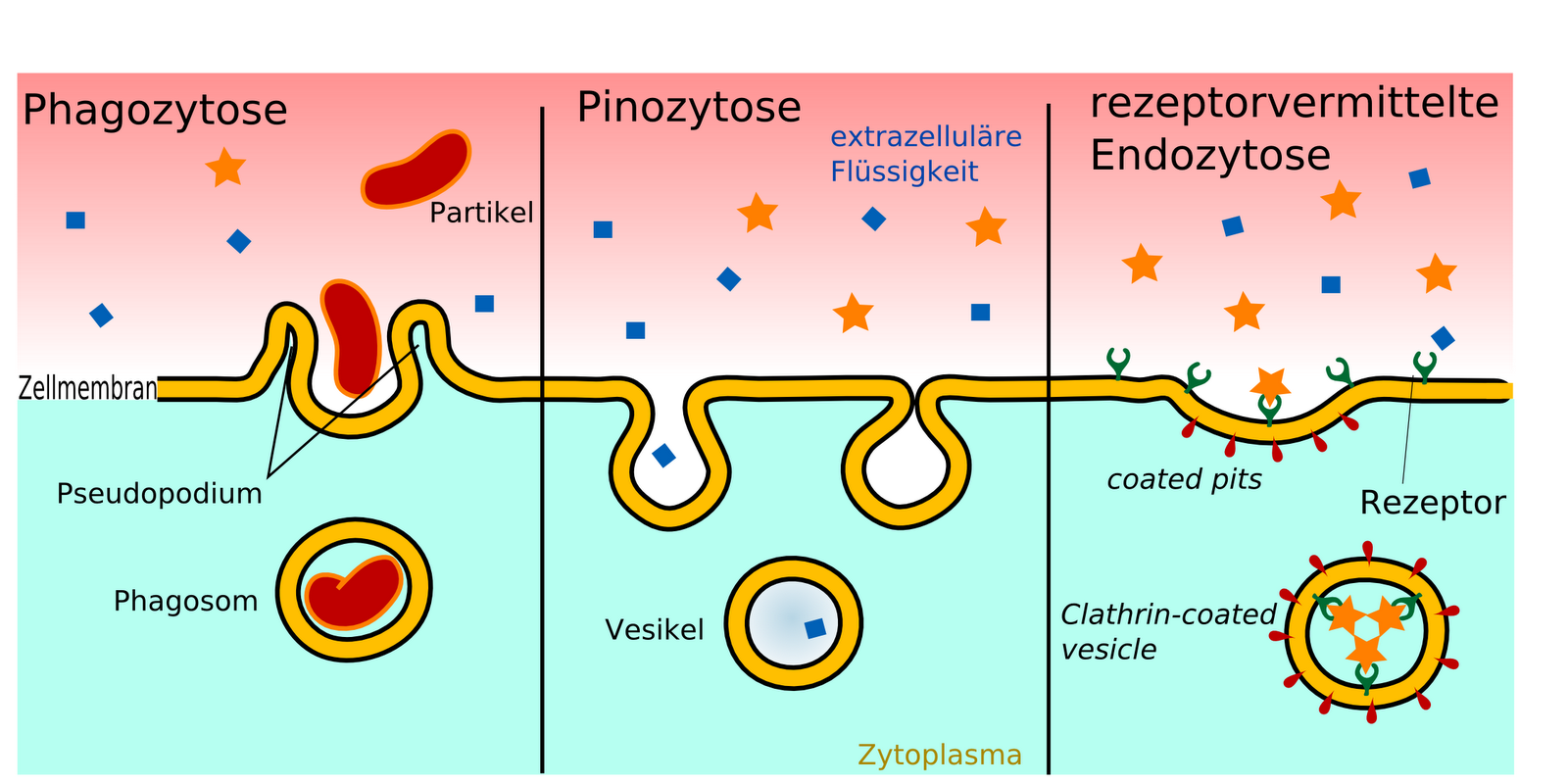 Techno-science: Cell Membrane