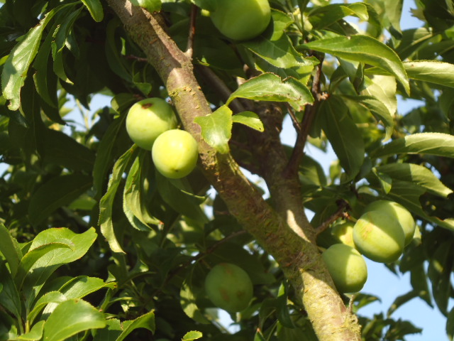 Pratos da Bela: Árvores de fruto entre outros II...
