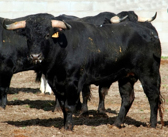 LOS TOROS Y EL PROGRAMA DEL CARNAVAL DEL TORO 2014 CIUDAD RODRIGO ...