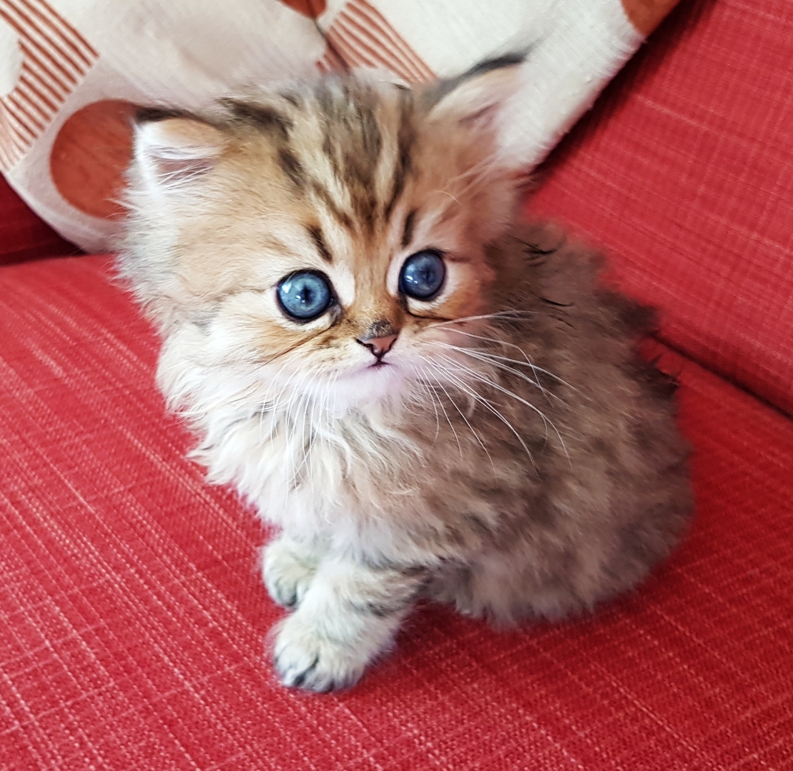 Kittylicious at home: Two Golden Persians