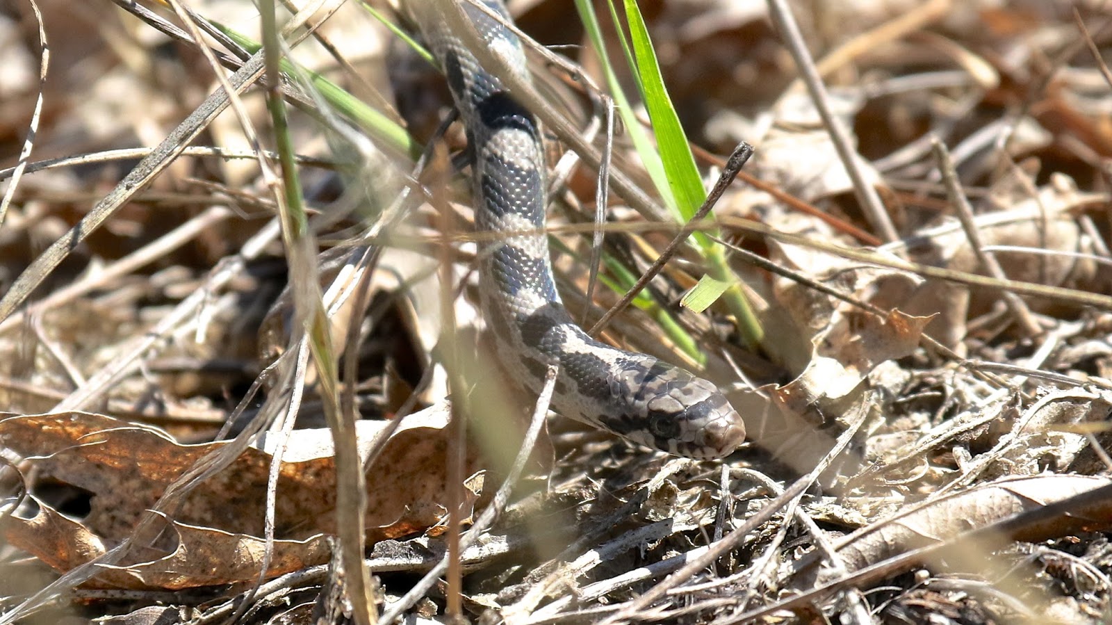 Eastern Fox Snake