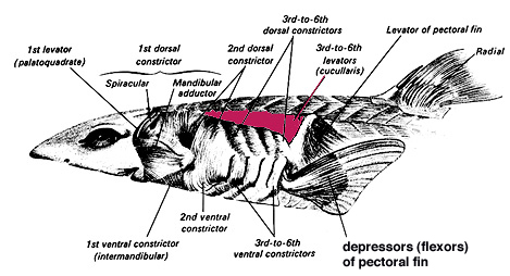 DE-DE KRISHNA BLOG: SISTEM INTEGUMEN IKAN