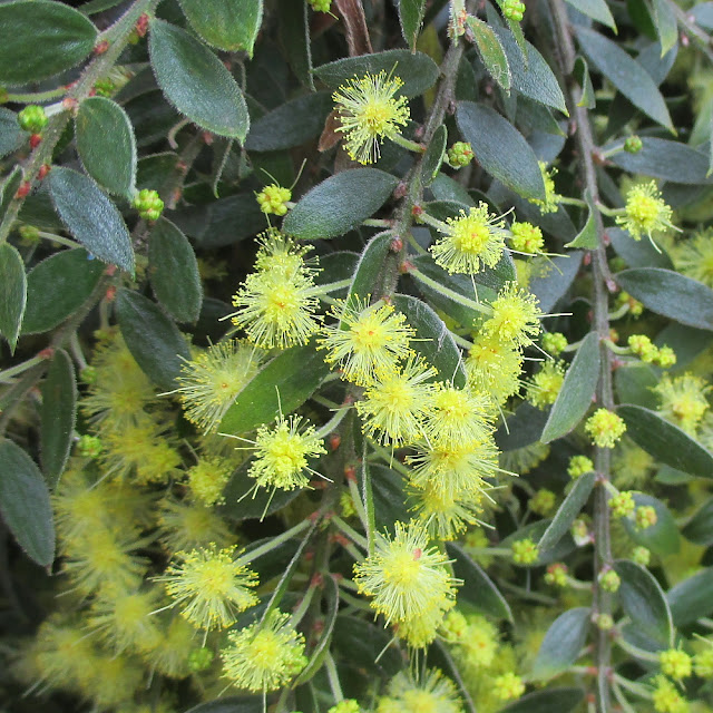 Why Wattle has 'Wow" Factor