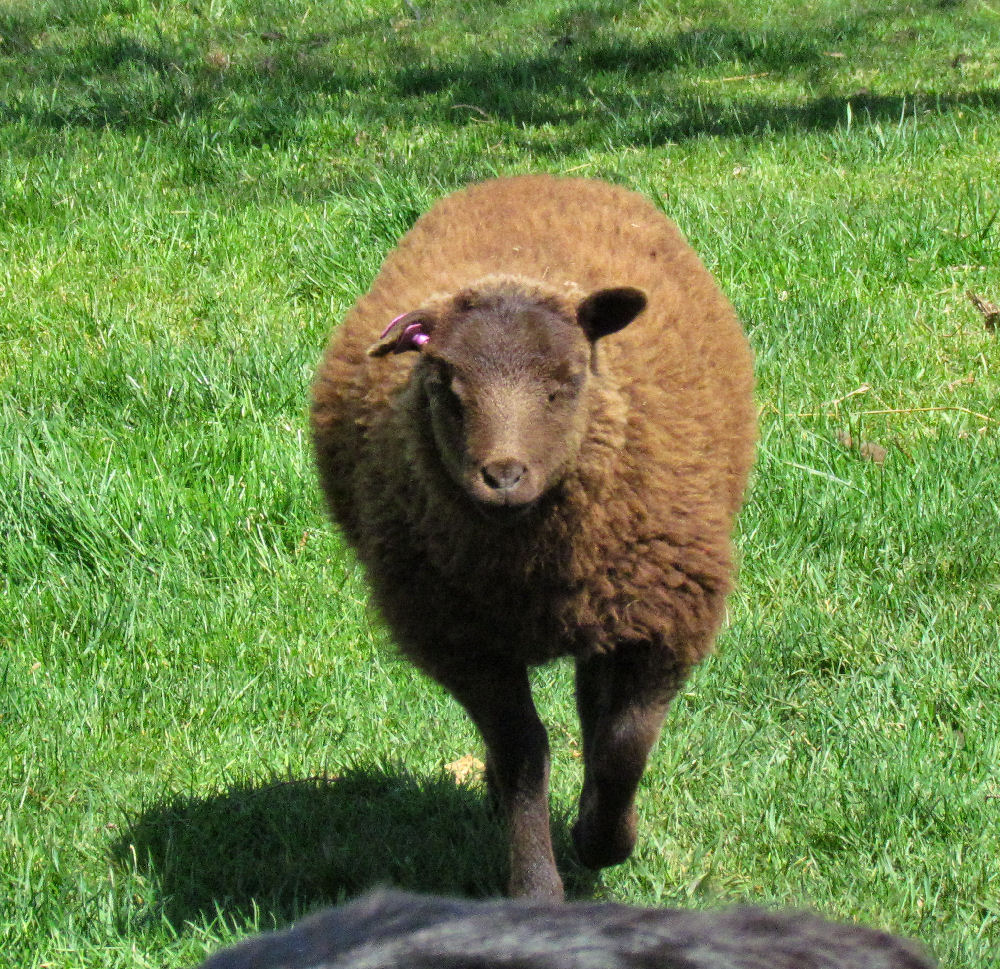 "Ewe's Have It Farm", Shetland Sheep : Reese & Rose ewe lamb