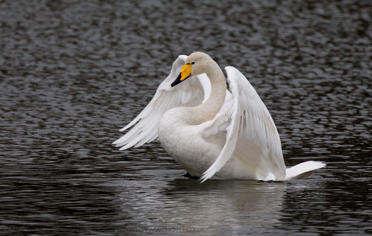 MONTGOMERYSHIRE BIRDS: Whopper of a Whooper