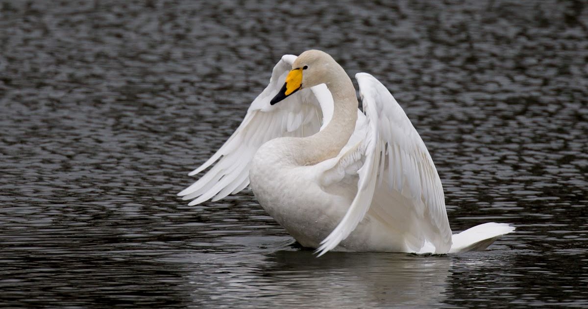 MONTGOMERYSHIRE BIRDS: Whopper of a Whooper