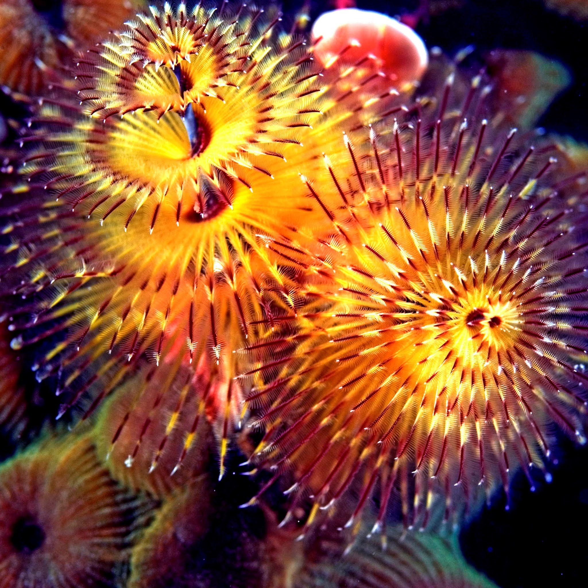 It s Christmas worms In July it-s-christmas-worms-in-july
