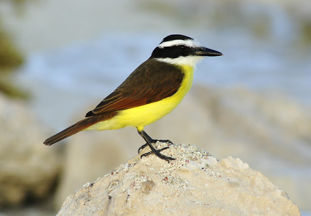 Birds Gone Wild: grey and yellow flycatchers of Mexico (#217-218)