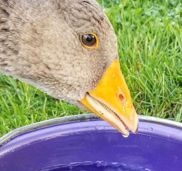 All About Goose Eyesight - Fresh Eggs Daily® with Lisa Steele