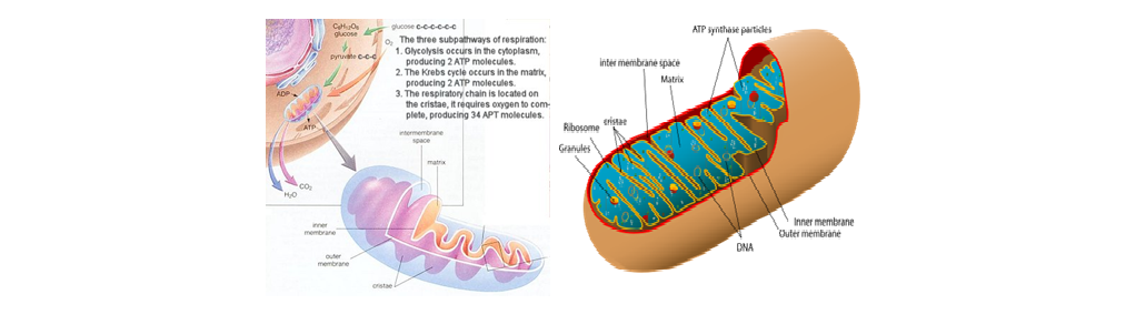 Biologi Seluler: Fungsi, Struktur, dan Siklus Hidup Mitokondria - Wahid ...