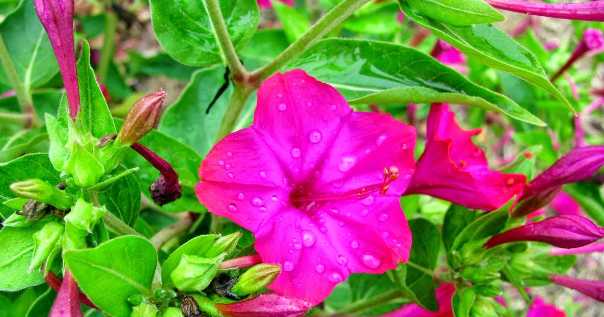 Tentang Tanaman ~~: Bunga Pukul Empat